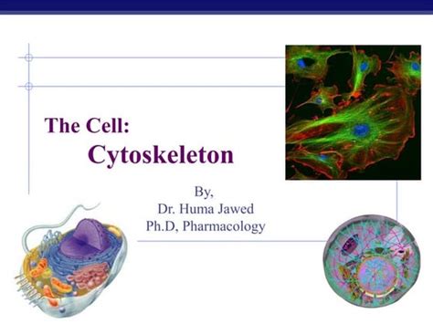 Cytoskeleton Presentation Introduction Structure And Function Pptx