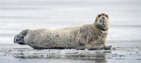 The Bearded Seal Also Called The Square Flipper Seal Stock Image