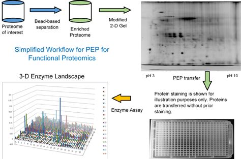Simplified Workflow Of The Combined Enrichment And The Pep Technology