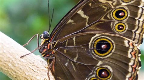 The Anatomy Of A Butterfly All About Butterflies And Moths