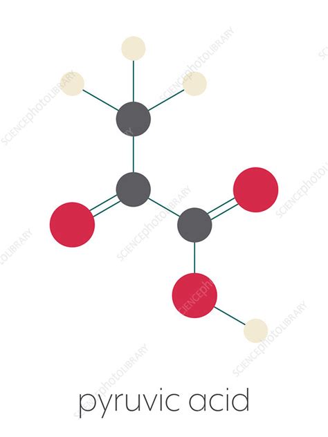 Pyruvate Molecule