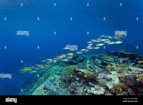 Shoal Of Ehrensberg Snappers Lutjanus Ehrenbergii And Scissortail Sergeants Abudefduf