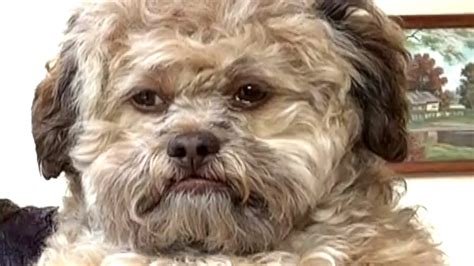 Faces We Know 9 Dog Breeds That Look Surprisingly Human Dogsguideblog