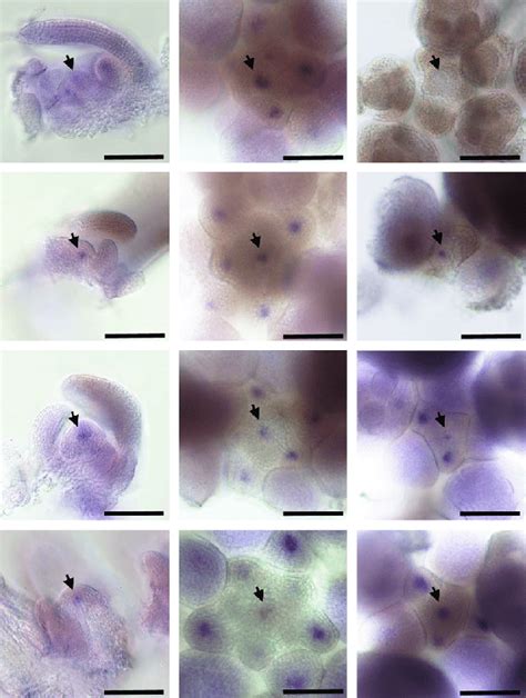 Wus Expression Is Temporally Extended In The Sam Of Ful And Ap2170