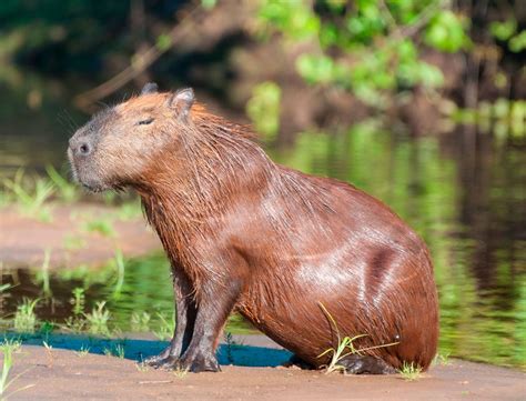 Капибара: описание, где обитает, чем питается, сколько живут