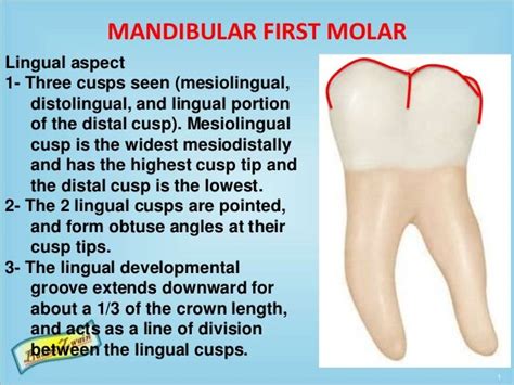 Mandibular Molars