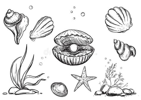 Hand Drawn Sketch Black And White Set Of Marine Shell Conch Seashell