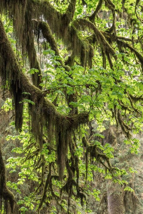 生物群系分支每年落叶的生态系统植物区系图片 包图网企业站