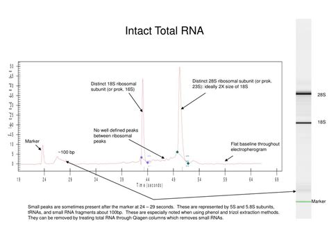 Ppt Interpretation Of Agilent 2100 Bioanalyzer Data Powerpoint Presentation Id 5194377