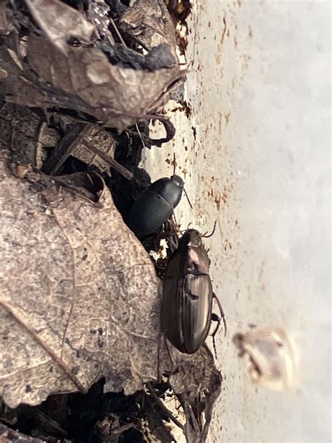 Identification Needed R Beetles