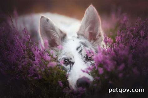 Dog Nasal Polyps And Nasopharyngeal Polyps：causes Treatment And