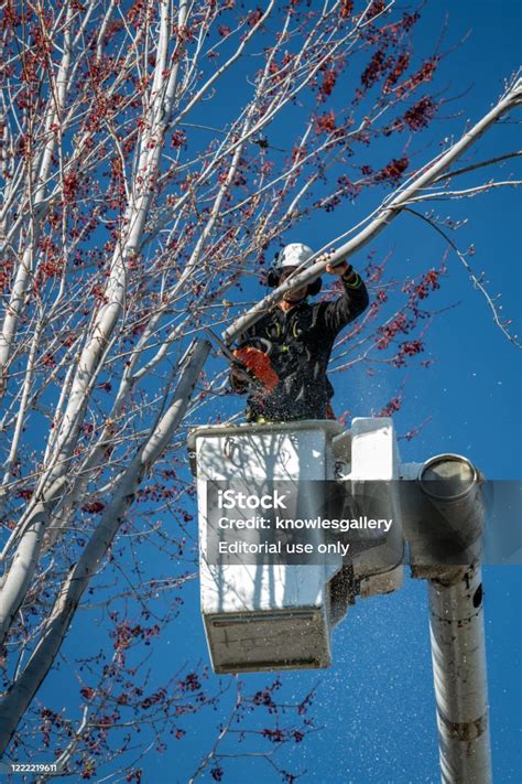 리프트 양동이에 있는 남자가 전기톱으로 나무를 자른다 수목 재배가에 대한 스톡 사진 및 기타 이미지 수목 재배가 나무 나뭇가지 Istock