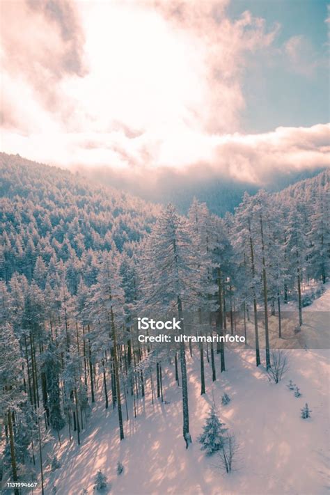 신선한 눈 겨울 침 엽 수림 숲 눈 소나무 상단에 높은 산 풍경입니다 알프스 스키장 스키 리조트 유럽 0명에 대한 스톡 사진 및 기타 이미지 Istock