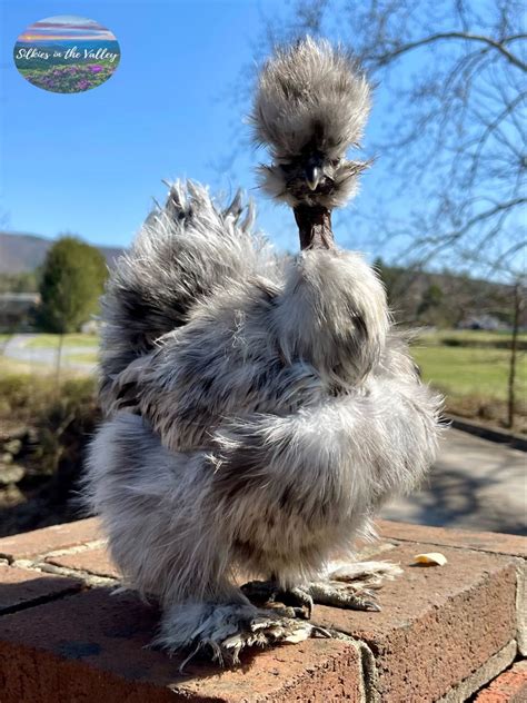 Silkie Showgirl Chicken