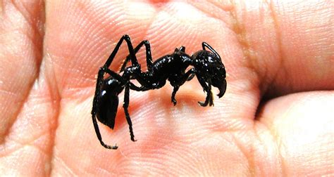 Bullet Ant Paraponera Clavata Bullet Insect Peruvian Amazon