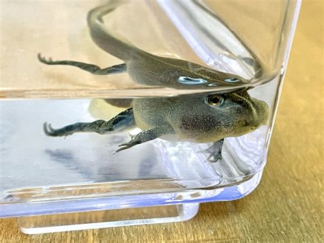 アフリカウシガエルのオタマジャクシの前足前肢が生えました おいらのビバリウム