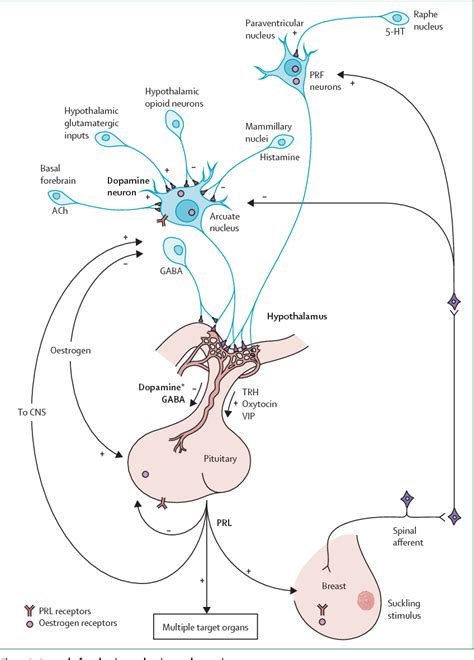 Hypothalamic Pituitary Axis