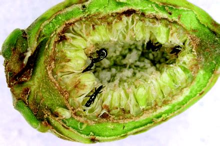 The Fig And Its Reproduction All You Need Is Biology