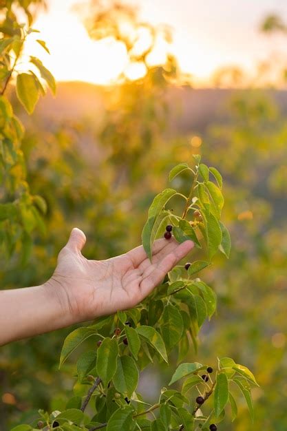 Free Photo Woman Holding Tree Leaves In Hand