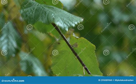 Tree Leaves During Rain During The Day Stock Footage Video Of Clean Moisture