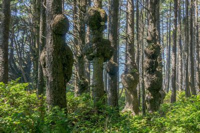 Definition And Importance Of A Tree Butt