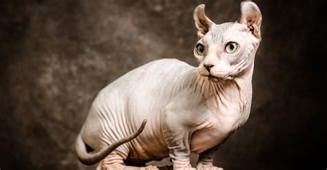 Безкоштовне стокове фото Felis Catus Ho Chi Minh Thành Phố Hồ Chí Minh вєтнам гола кішка