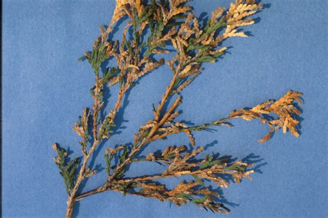 Arborvitae Leaf Miner Argyresthia Thuiella Packard Field Guide To Common Insect Pests Of