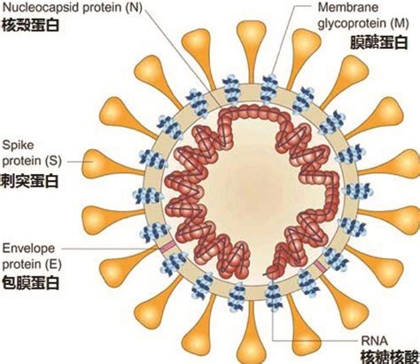 病毒把人类搞死了自己也死了是何目的病毒与人类进化 病毒 人类 宿主 新浪新闻