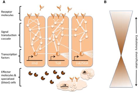 Schematic Representation Of The Genetic Networks In Immunity A