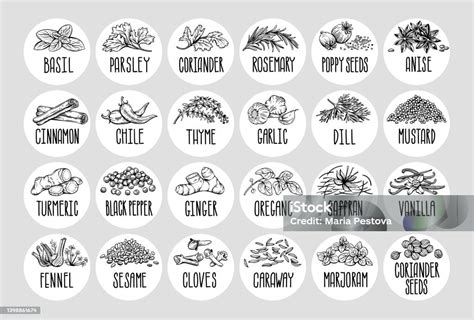 향신료 스티커의 벡터 세트 바질 파슬리 고수풀 로즈마리 계피 칠리 후추 백리향 심황 후추 생강 오레가노 커민 양귀비 아니스 마늘 딜 겨자 사프란 바닐린 회향 참깨 정향 마
