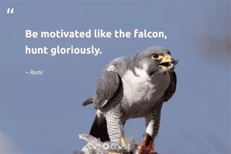 20 Falcon Quotes To Soar Your Spirits High