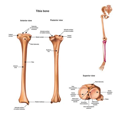 Bone Review Tibia Mblex Guide In 2024 Anatomy Bones Exam Guide Anatomy