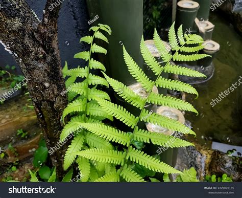 Pteridophyta Examples