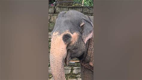 කොච්චර බැලුවත් ඇති වෙන්නෙ නැති අලි Youtube