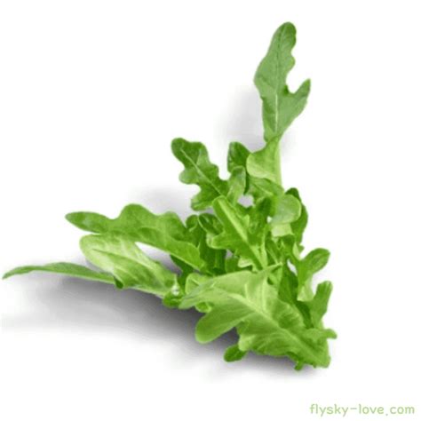 오크리프 상추 오크립 특징 효능 활용법에 대해