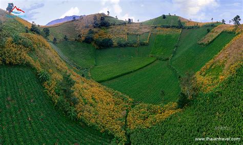 Du Lịch Gia Lai Rực Rỡ Núi Lửa Chư Đăng Ya Mùa Hoa Dã Quỳ Nở ThÁi An Travel