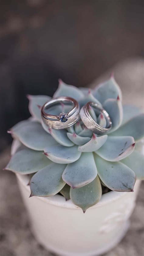 Download Get The Latest Trend In Technology Succulent Style For Your Iphone Wallpaper