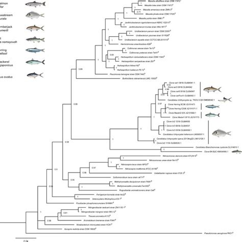 Bayesian Inferred Phylogenetic Tree Based On The 16s Rrna Sequence Of