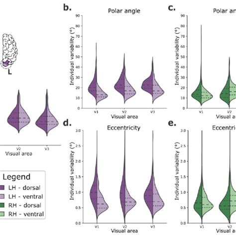 Individual Variability In Visual Field Maps Of Early Visual Areas A Download Scientific