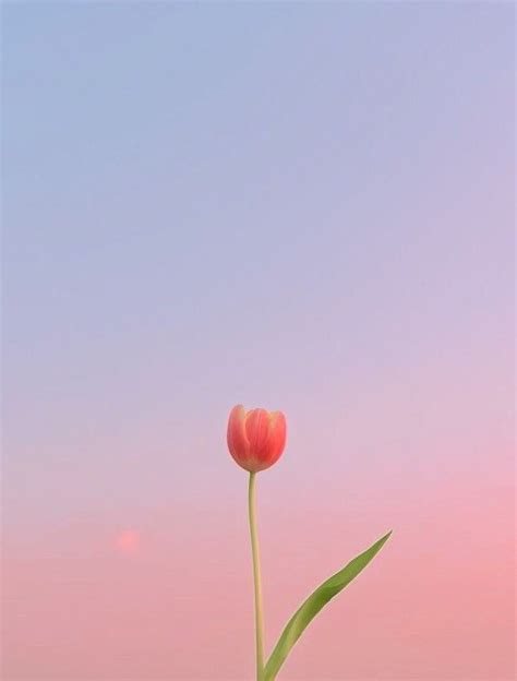 임신준비5 임신시도 난포터지는 주사 후기 배란 2주차 배란 후 증상 기록 9일차 ~ 14일차 네이버 블로그