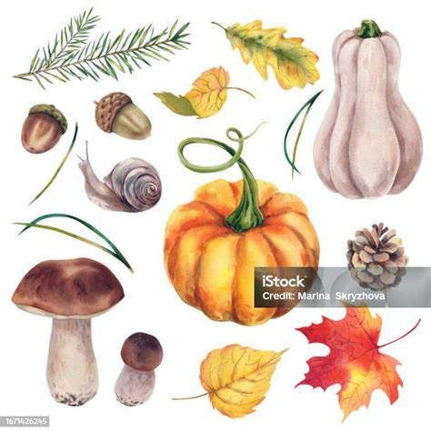 단풍나무 자작나무 아스펜 참나무 잎 도토리 포르치니 버섯 호박 달팽이 솔방울 전나무 가지의 가을 세트 수채화 그림입니다 추수 감사절 휴일 수채화에 대한 스톡 벡터 아트 및