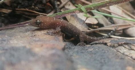 Gecko Hatchling Pachydactylus Affinis Album On Imgur