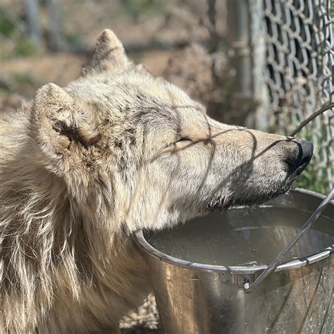 Two Rare Medical Conditions One Happy Ending Wild Spirit Wolf Sanctuary