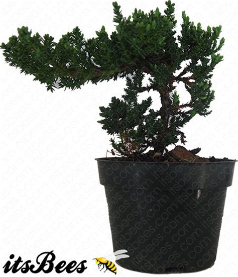 Japanese Dwarf Juniper Pre Bonsai Juniperus Procumbens Nana Etsy
