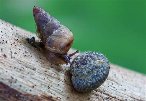 Malaysian Trumpet Snails A Comprehensive Guide For Aquarists All Our