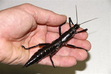 Decades Later Tree Lobster Stick Insects Escape Extinction Stick