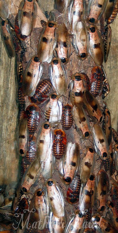 Cockroach Tree Of Life By Bokusenshi On Deviantart Cockroach Tree Of Life By Bokusenshi On Deviantart