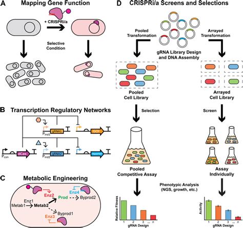 Crispr Based Approaches For Gene Regulation In Non Model Bacteria Pmc