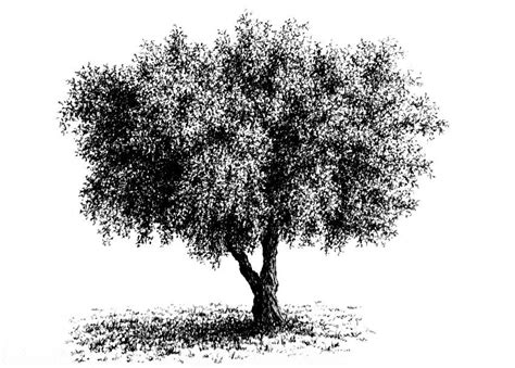 How To Draw Realistic Trees With Pen Ink Artofit