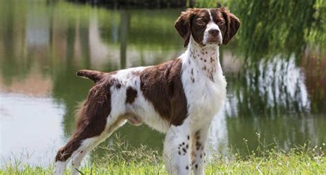 German Shorthaired Pointer Irish Setter Mix Gsp Owners
